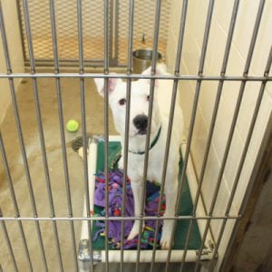 Brainerd/Baxter Pet Adoption - Rescue a Dog or Cat in MN - HART